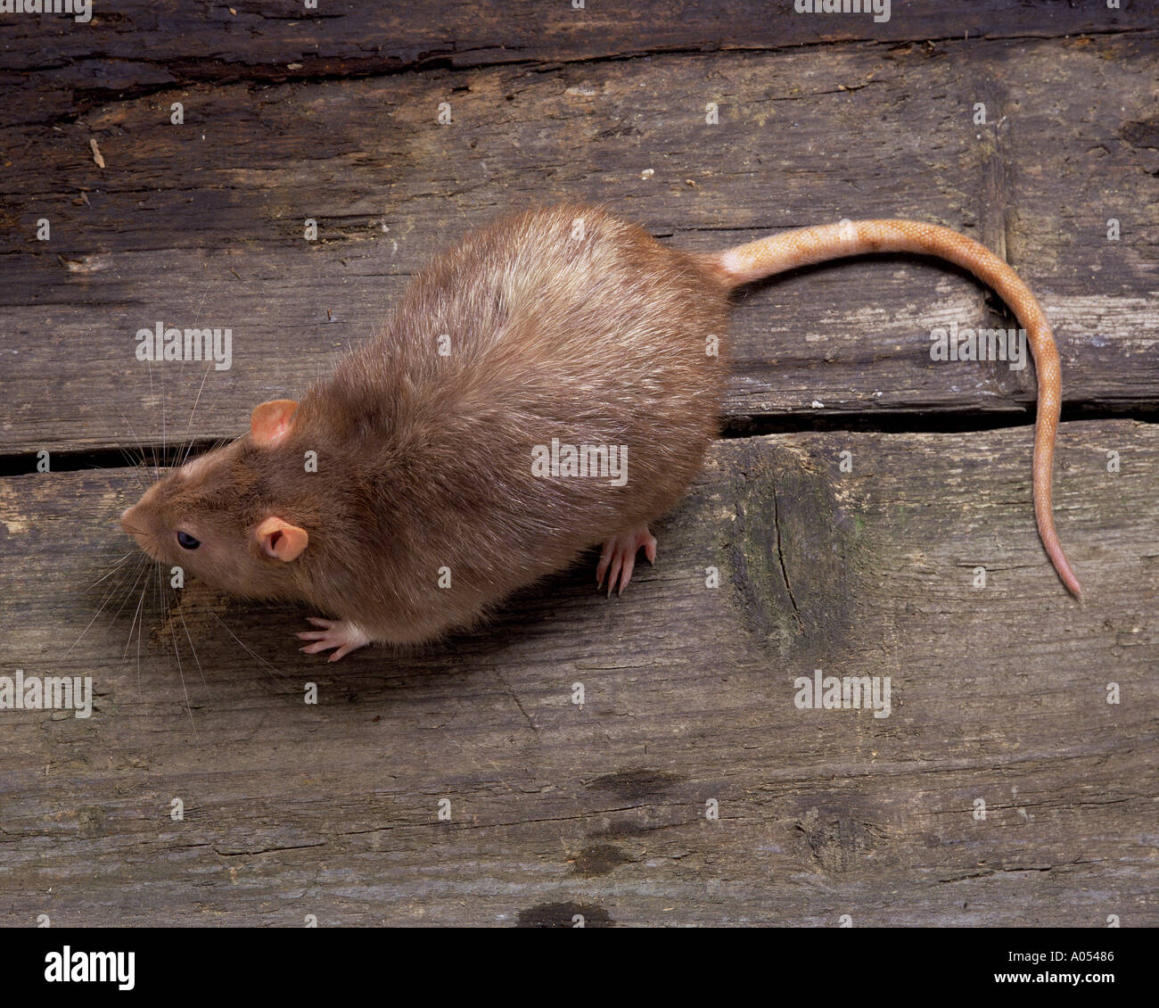 Brown Rat Stock Photos & Brown Rat Stock Images - Alamy
