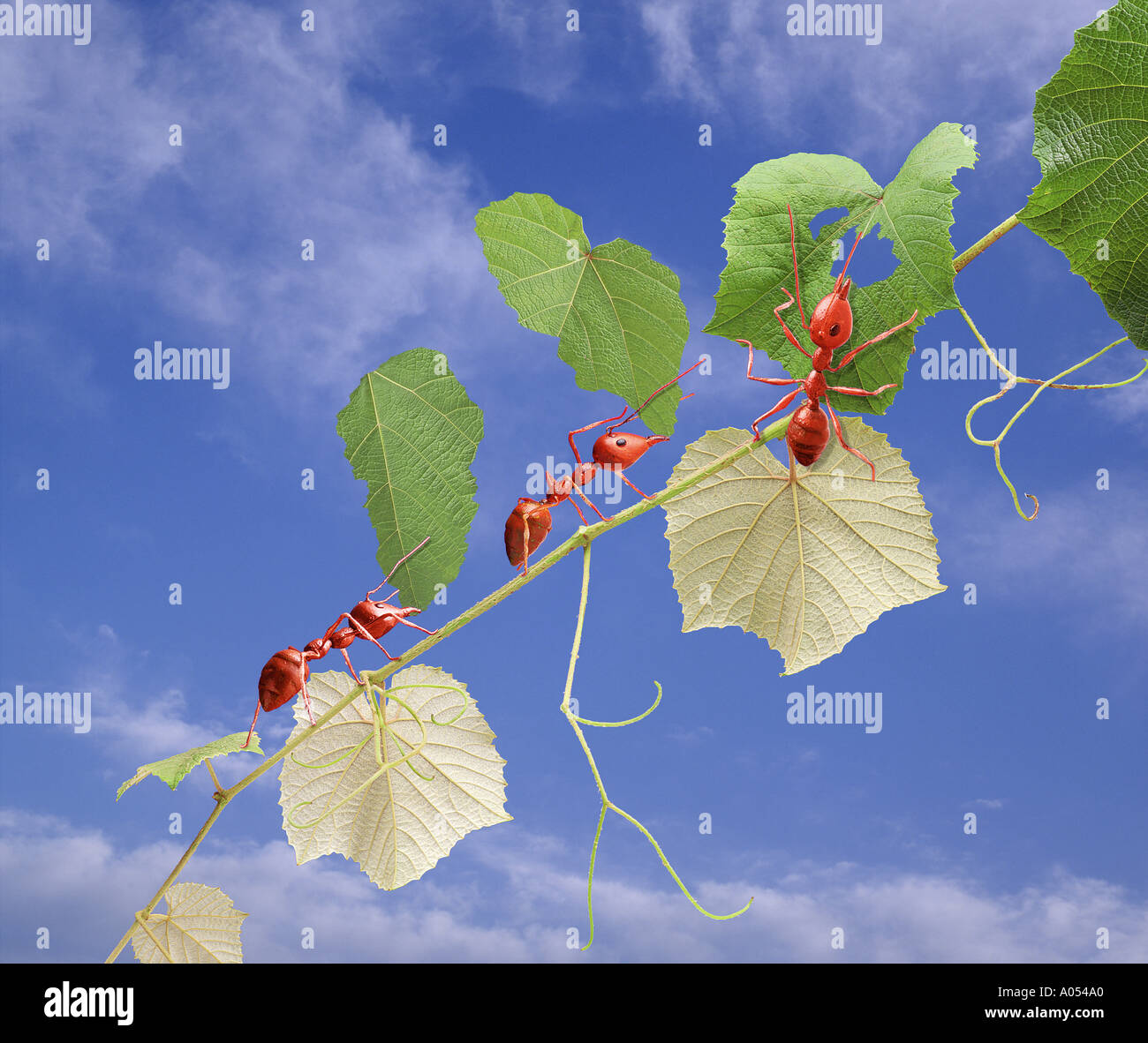 Ants teamwork hi-res stock photography and images - Alamy