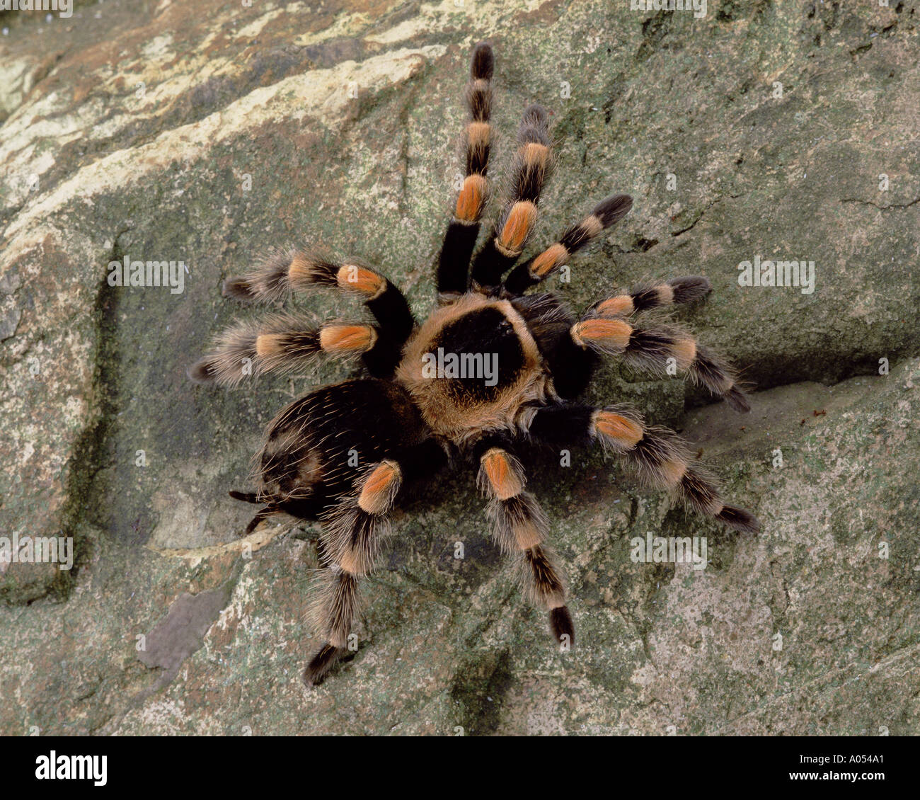 Mexican red kneed spider Stock Photo - Alamy