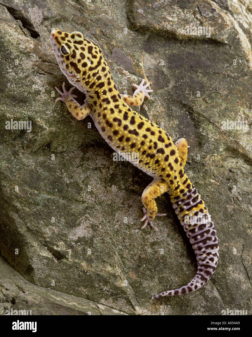 Leopard gecko on white hi-res stock photography and images - Alamy