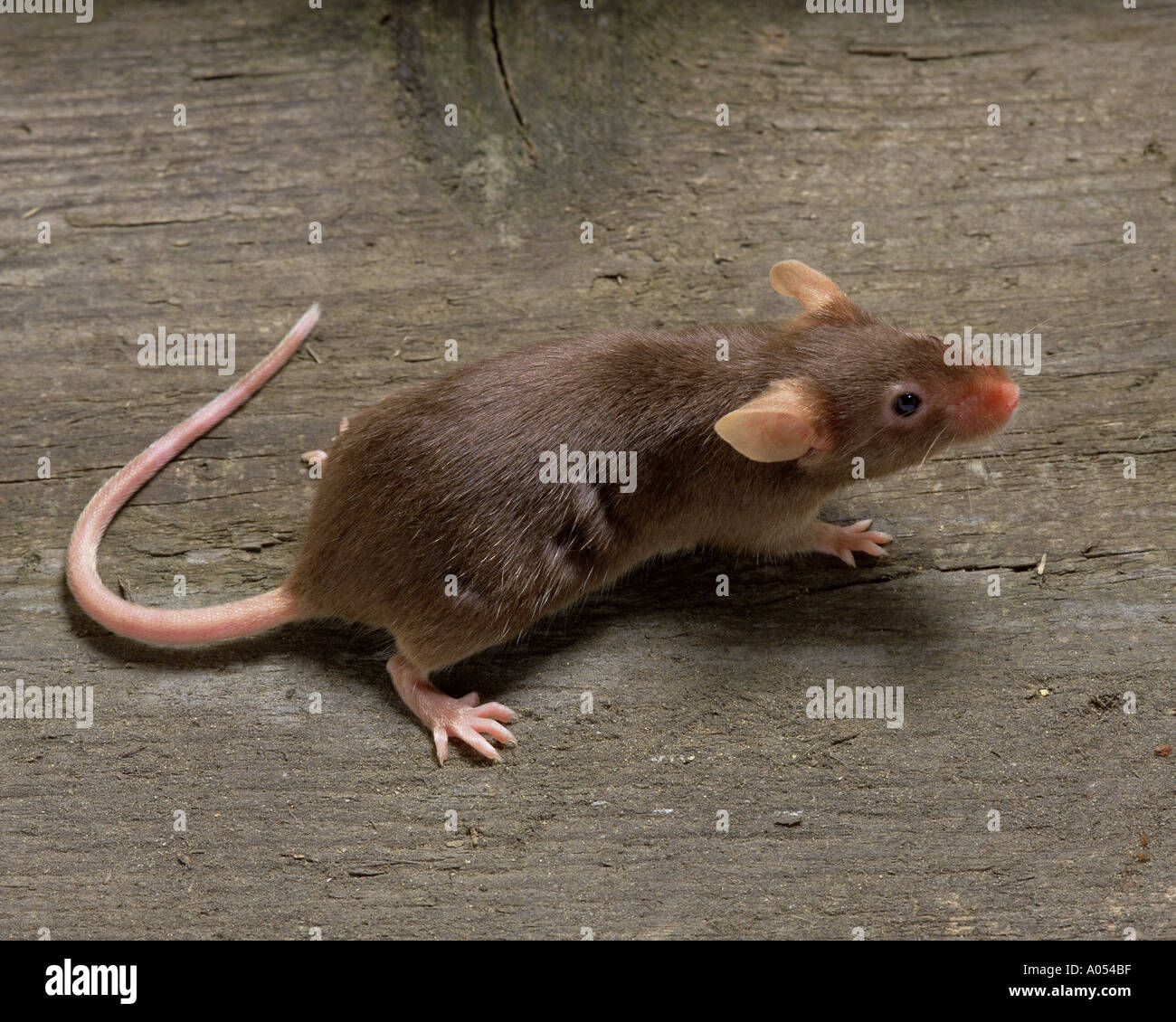 Brown Mute Anthropomorphic House Mouse at Nathan Ronk blog