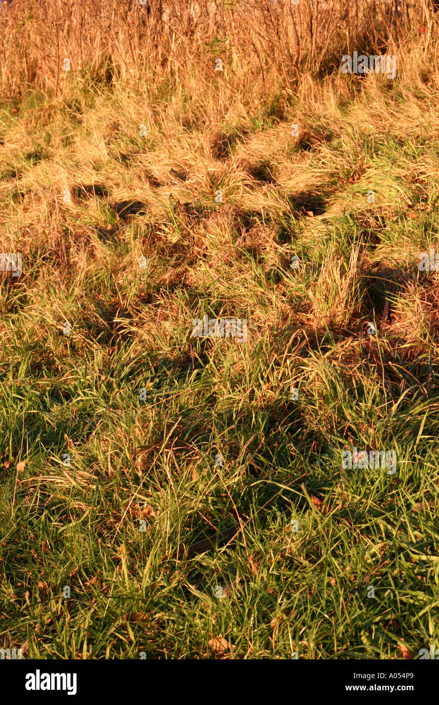 Field of old, aged grass Stock Photo - Alamy