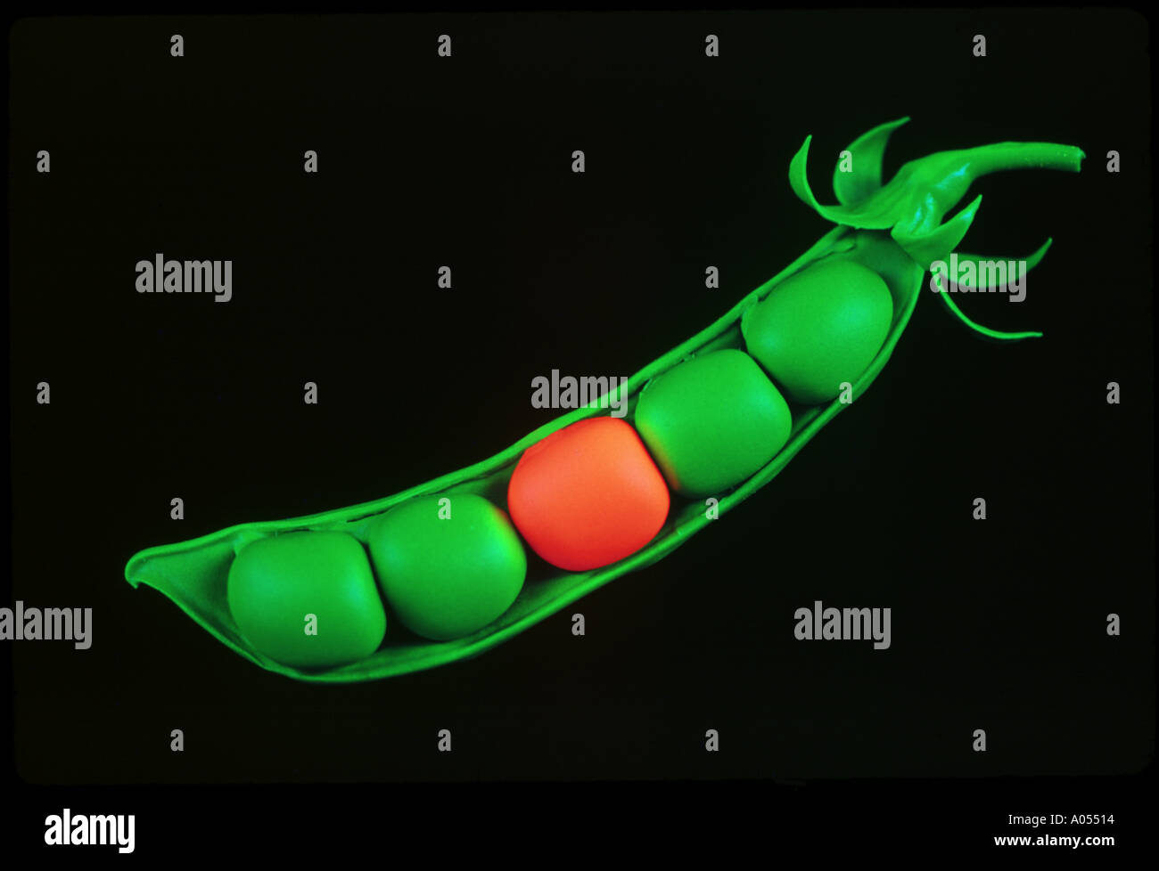 One pea in a pod hi-res stock photography and images - Alamy