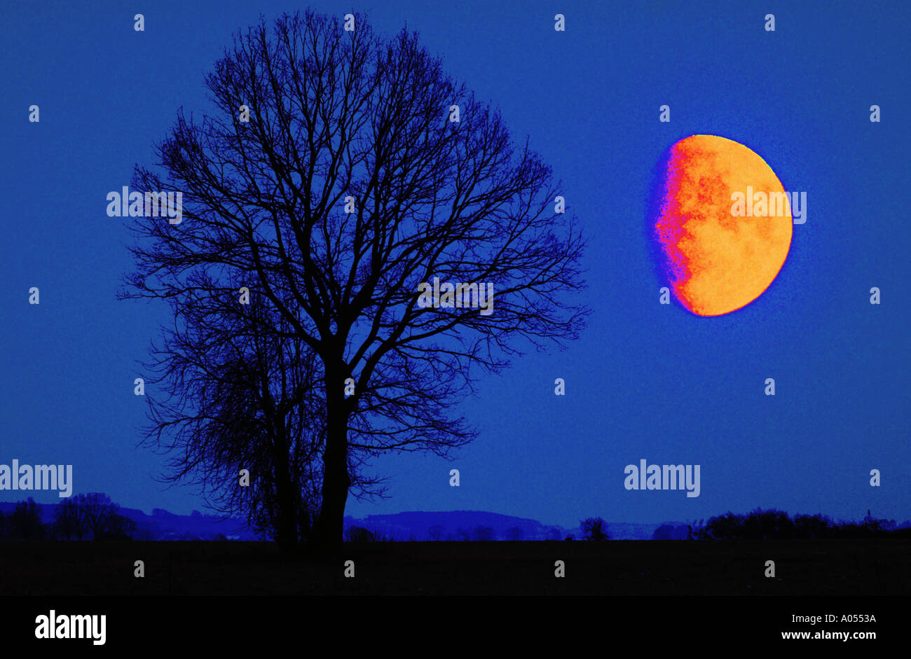 Tree without leaves at night hi-res stock photography and images - Alamy