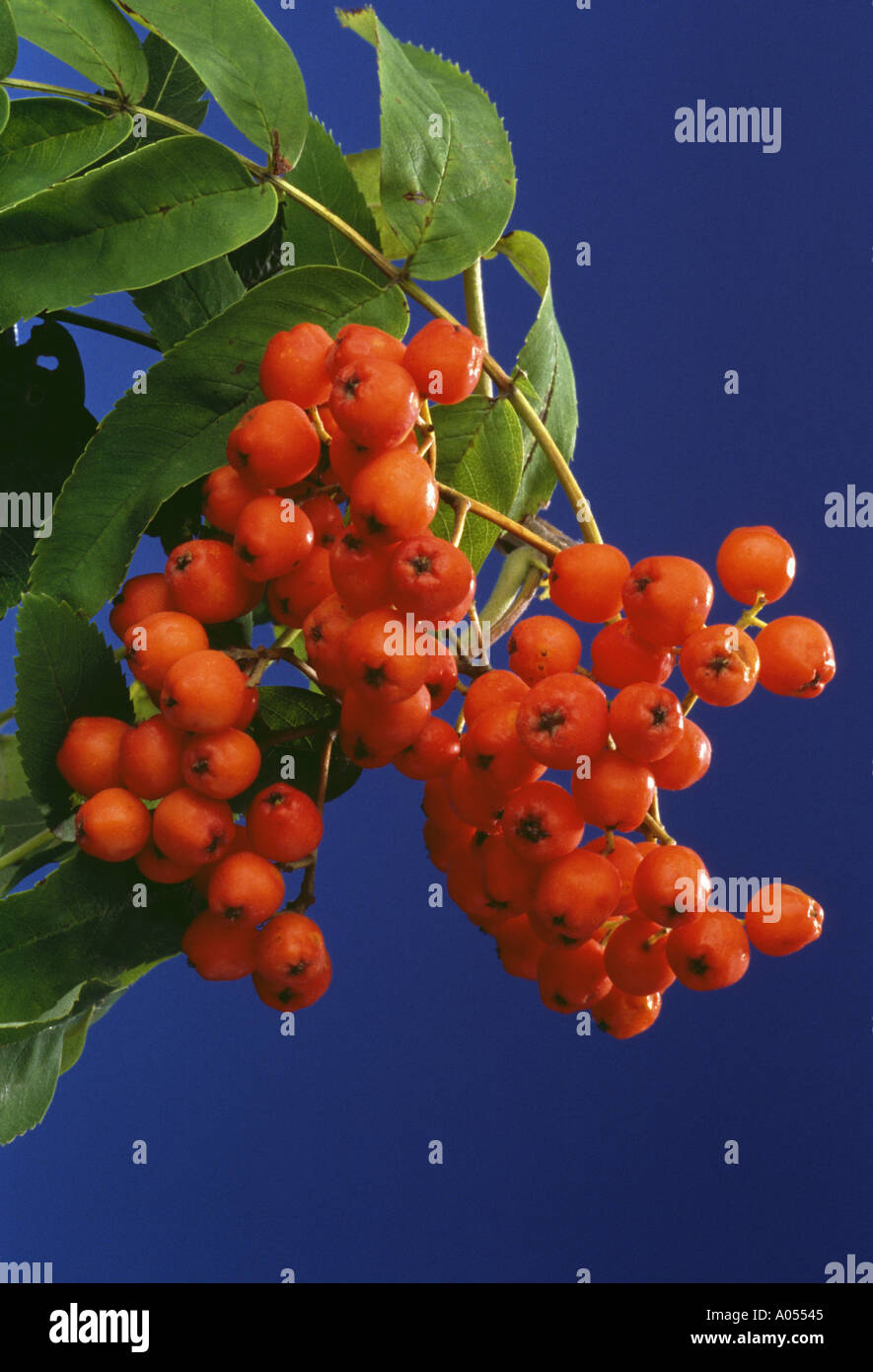 fruits wild plant fruits rowan berry sorbus aucuparia Stock Photo - Alamy