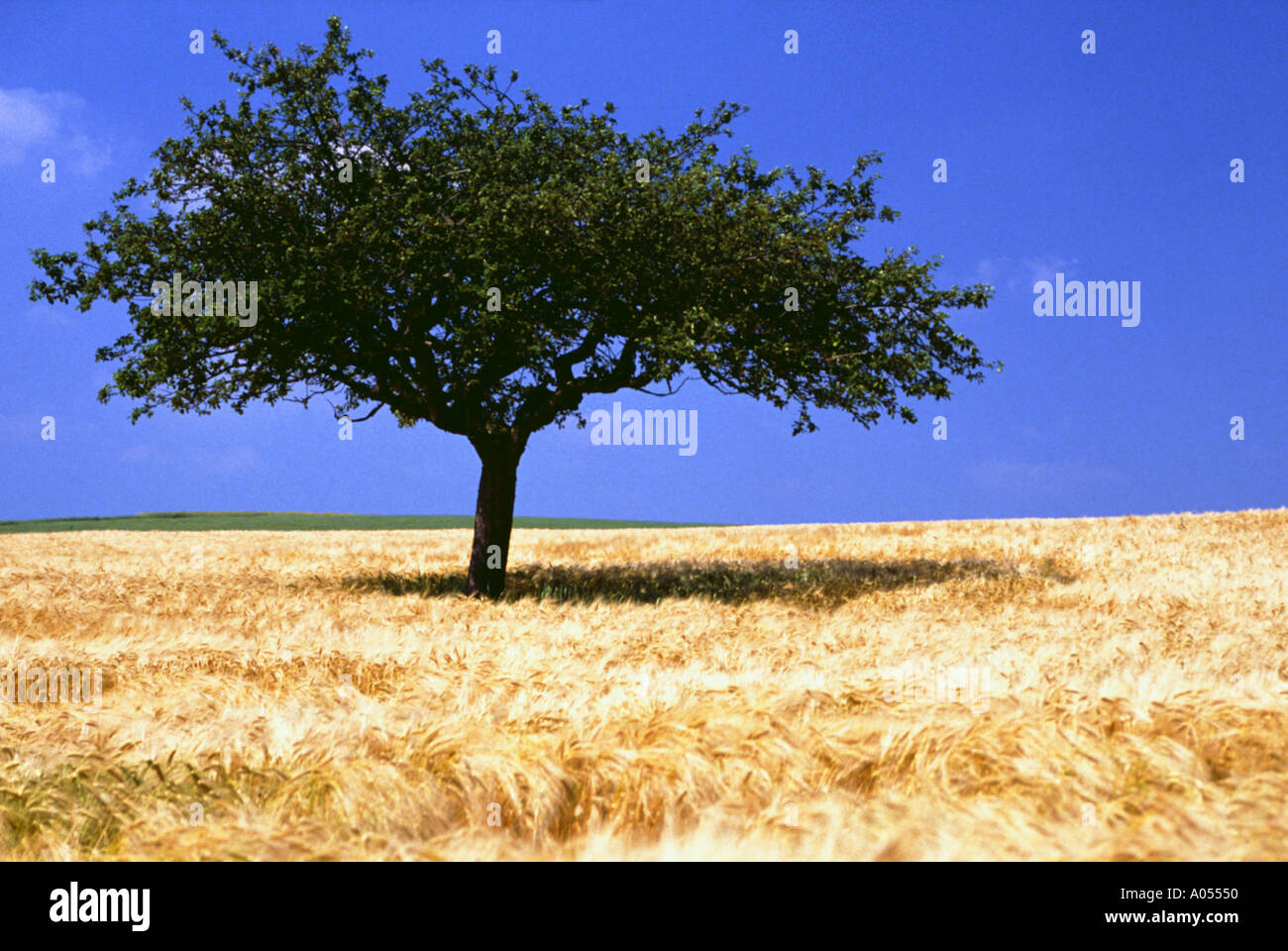 single tree in a grainfield Stock Photo - Alamy
