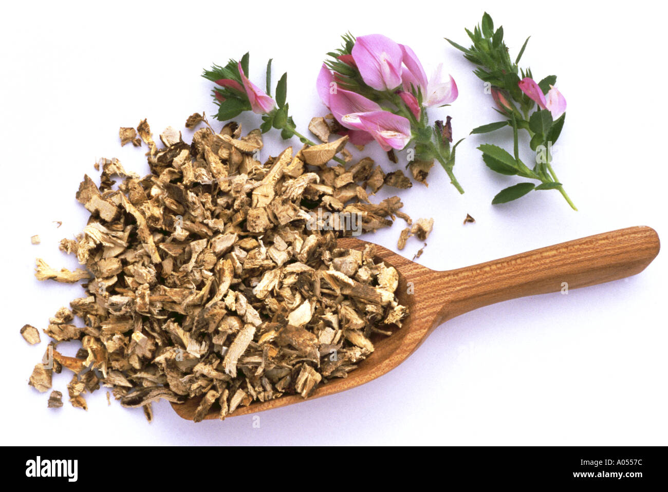 Restharrow ononis spinosa medicinal plant dry roots and blossom Stock ...