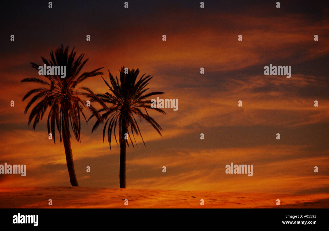 palm trees and sunset glow Stock Photo - Alamy