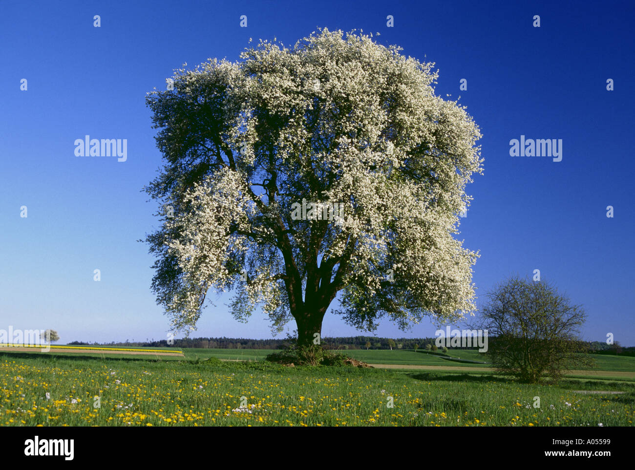 Old pear tree High Resolution Stock Photography and Images - Alamy