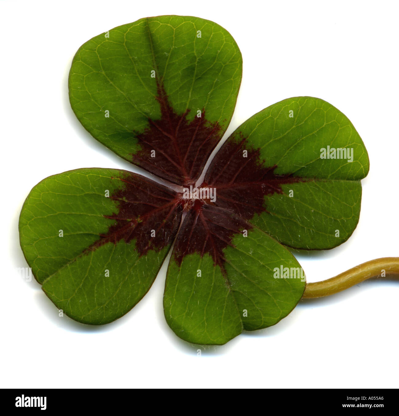 four leaved clover Stock Photo - Alamy