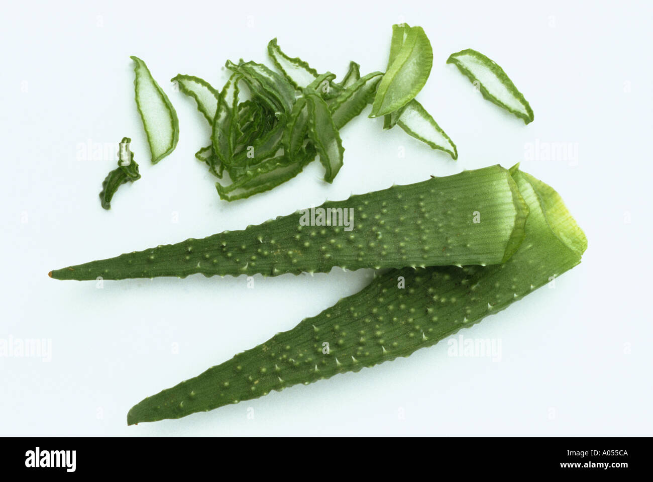 aloe vera medicinal plant cosmetic natural cure naturopathy ...