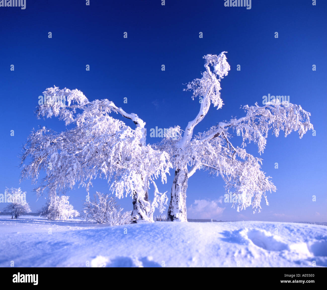 tree bizarre winter snow frost snowcovered cold white beechtree ...