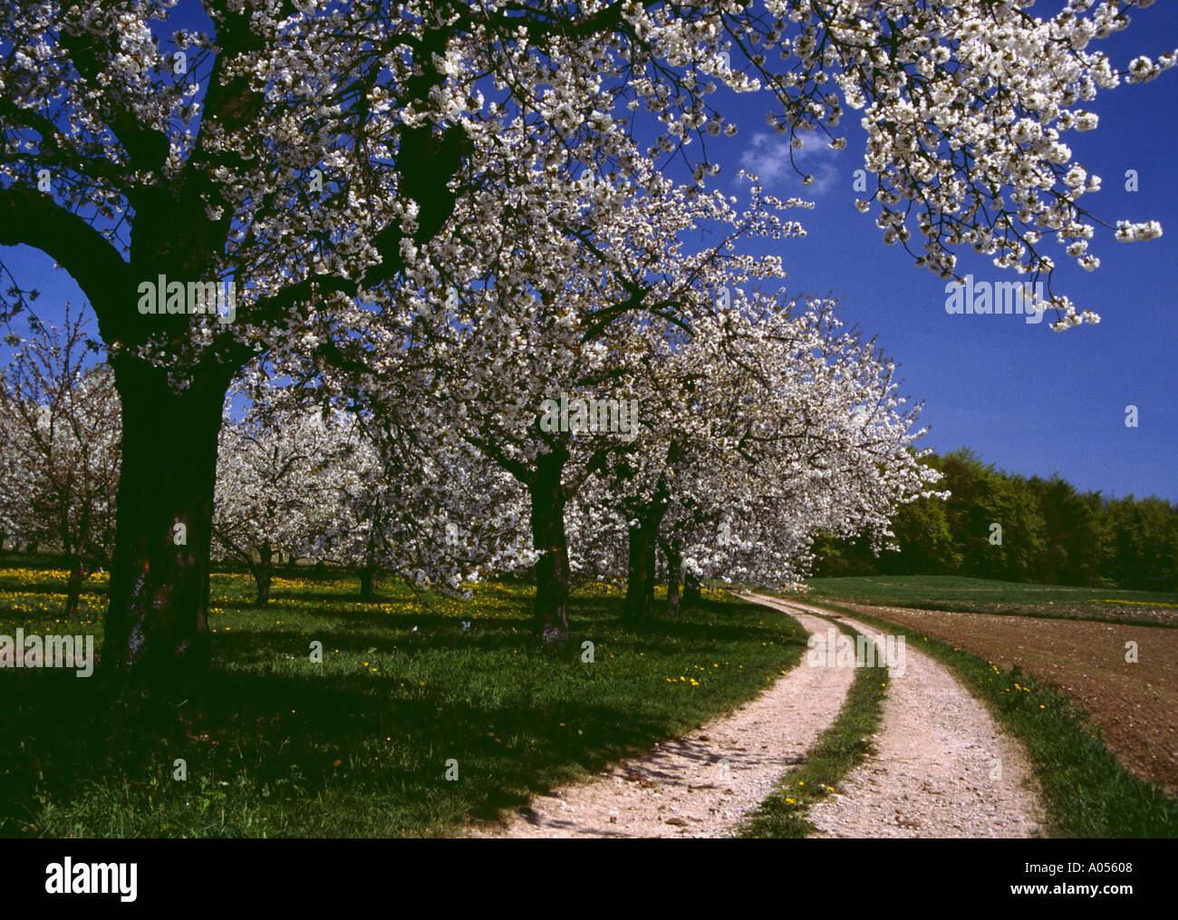 spring blooming cherry trees way scenic blossoms white Stock Photo - Alamy