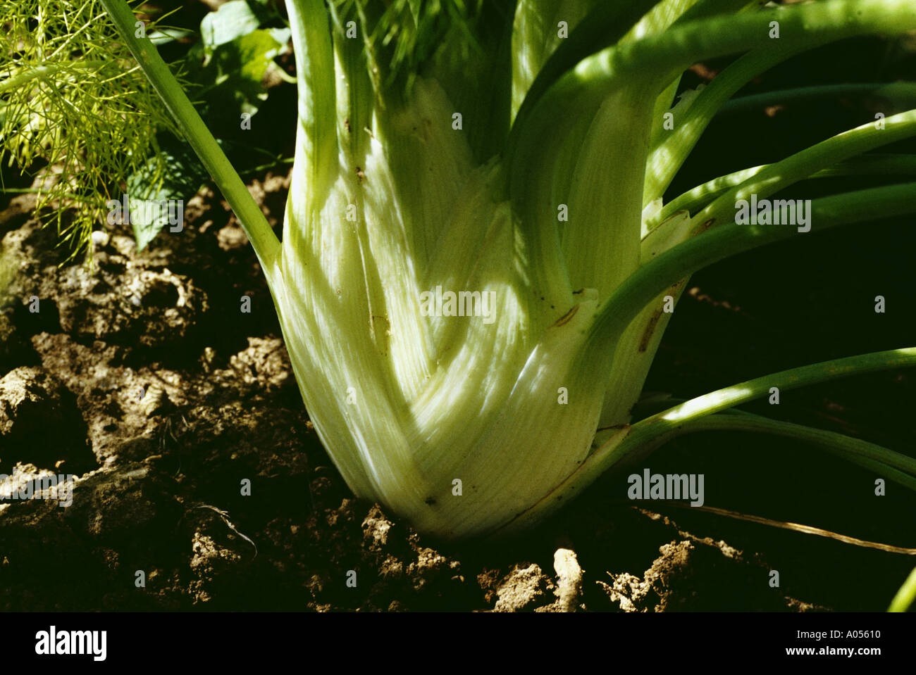 fennel plant in garden foeniculum vulgare Stock Photo - Alamy