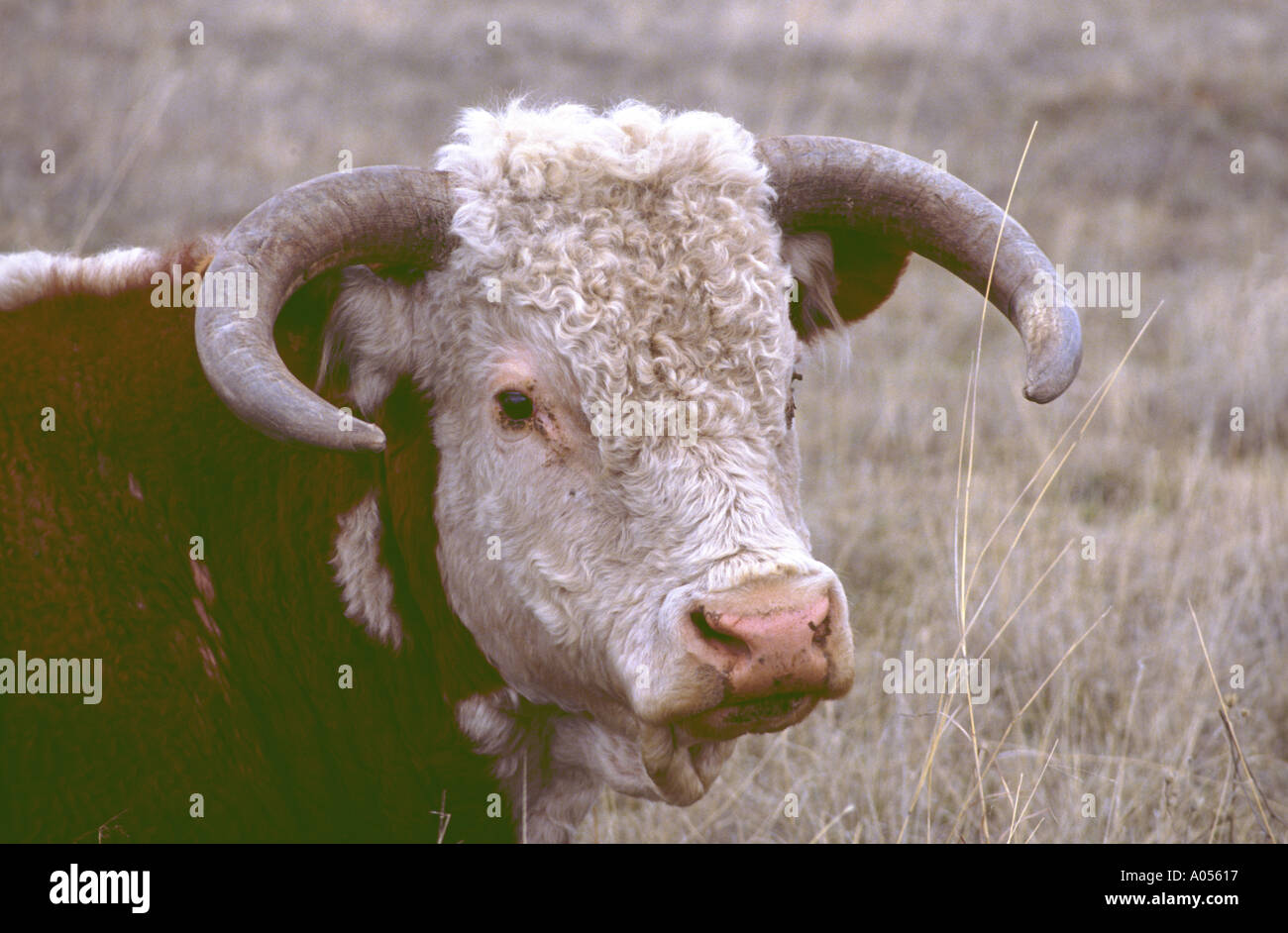 america usa texas cattle cow Stock Photo - Alamy