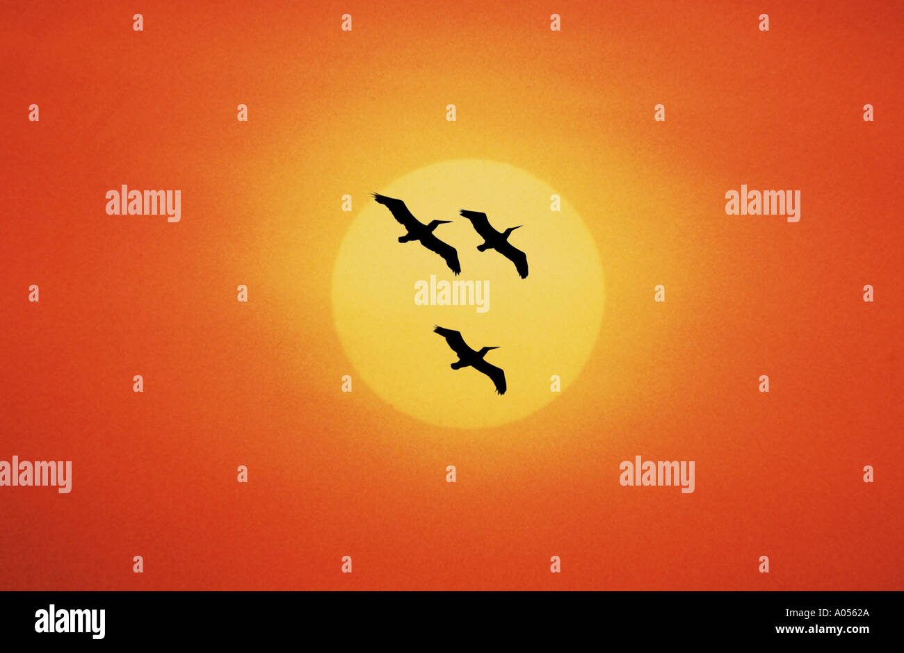 Three birds flying hi-res stock photography and images - Alamy