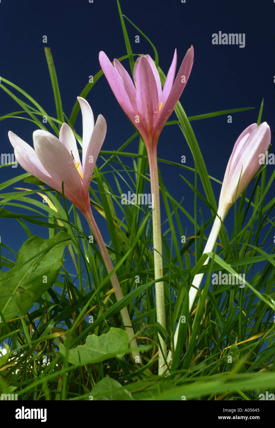 medicinal plant poison meadow saffran Colchicum autumnale Stock Photo ...