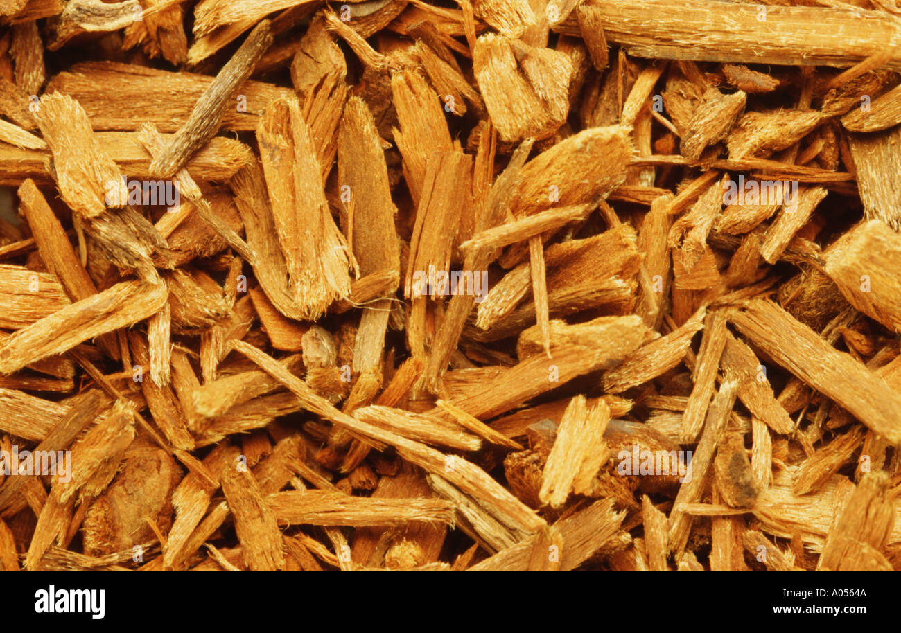 medicinal herb medicinal plant Stock Photo - Alamy