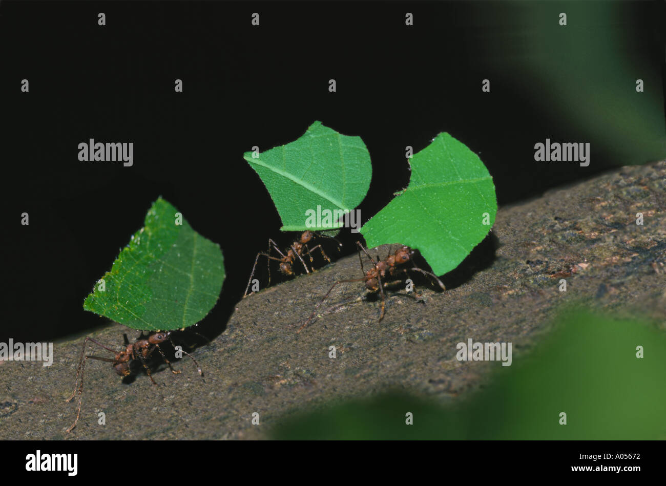 Lifting log with insects hi-res stock photography and images - Alamy