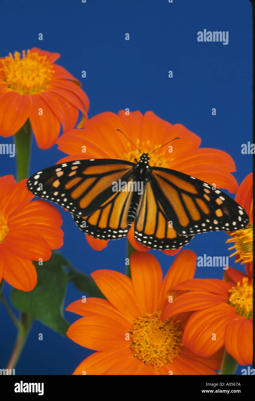 Female Monarch butterfly, Danaus plexippus, with wings wide open on ...