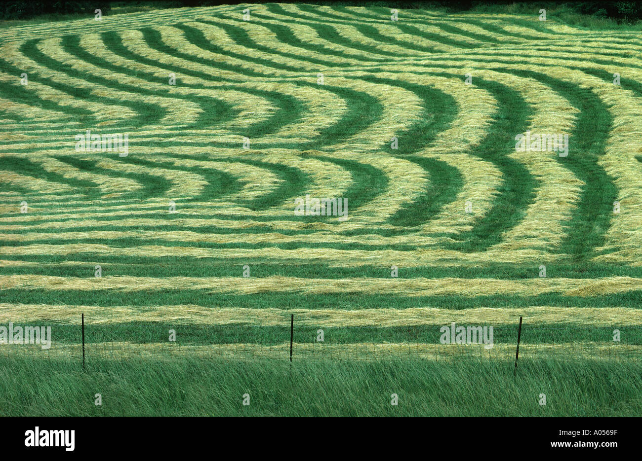 A celebration of agriculture: Newly mowed hayfield forms curving ...