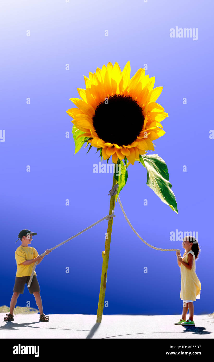 sunflower in balance between man and woman boy and girl Stock Photo - Alamy