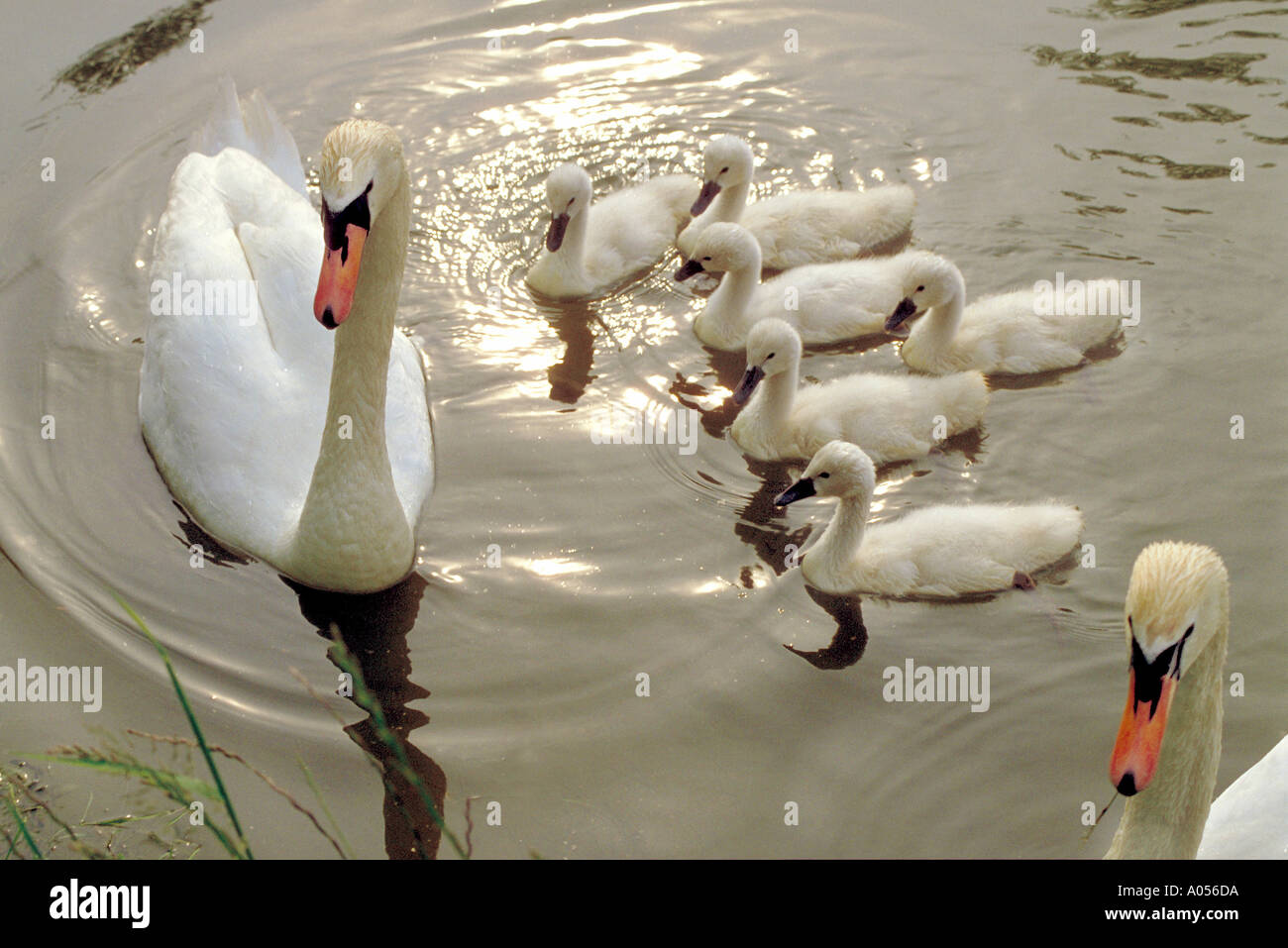 swan family with young animals Animal Animals Stock Photo - Alamy
