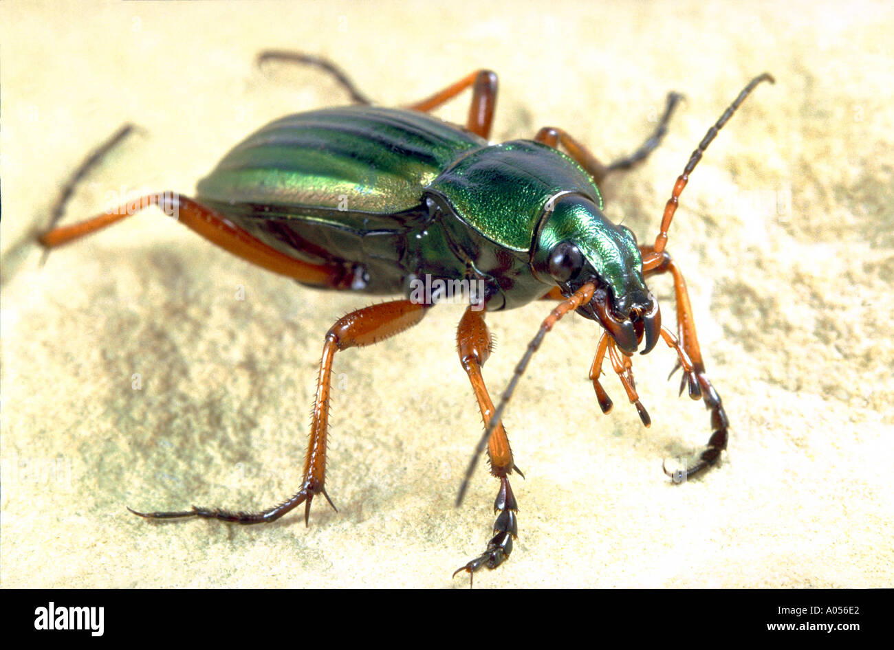 beetle CARABUS AURATUS insect Stock Photo - Alamy
