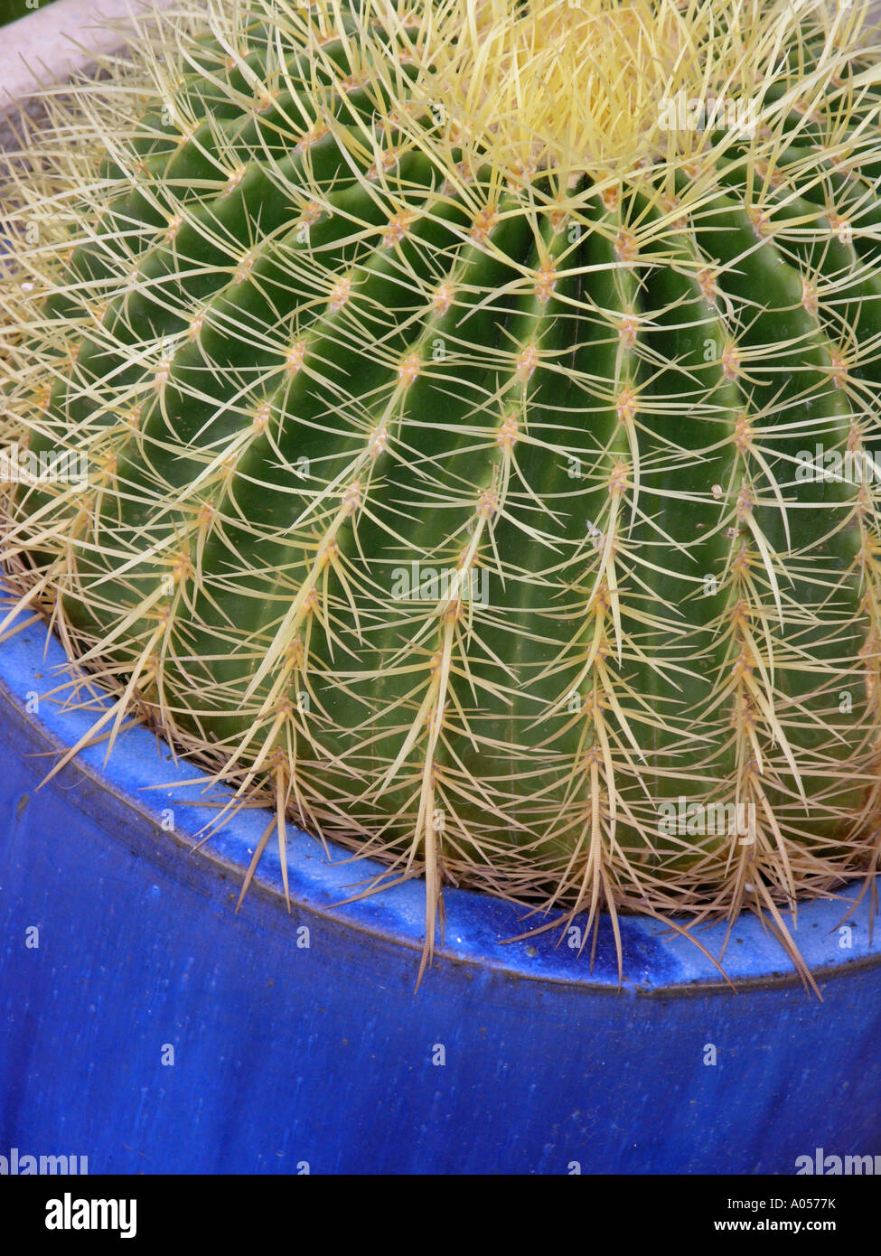 Round Cacti in Blue ceramic pot Stock Photo - Alamy