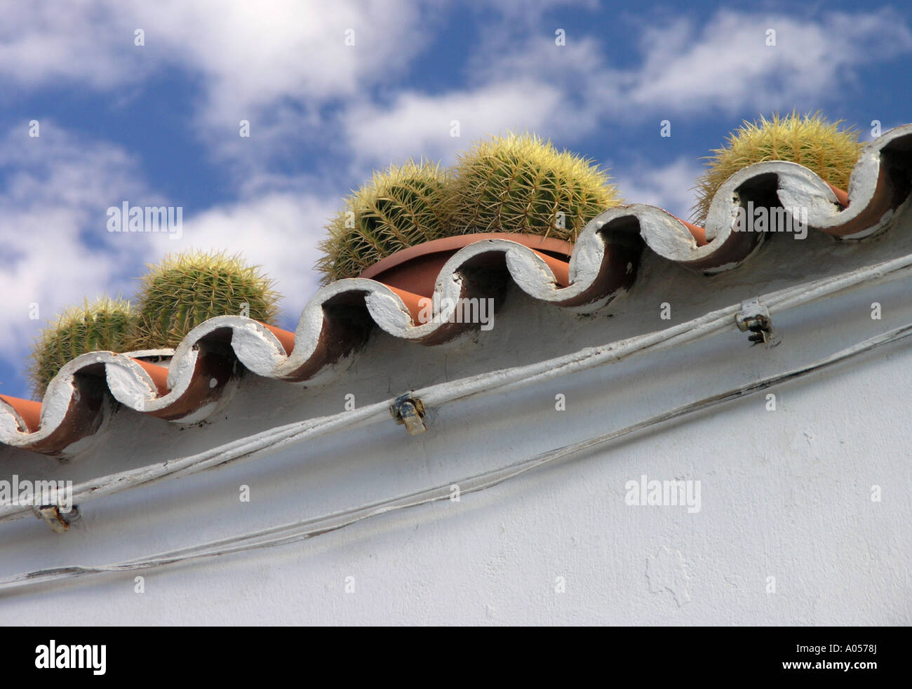 Diagonal terracotta tiled roof with round cacti growing in a row on top ...
