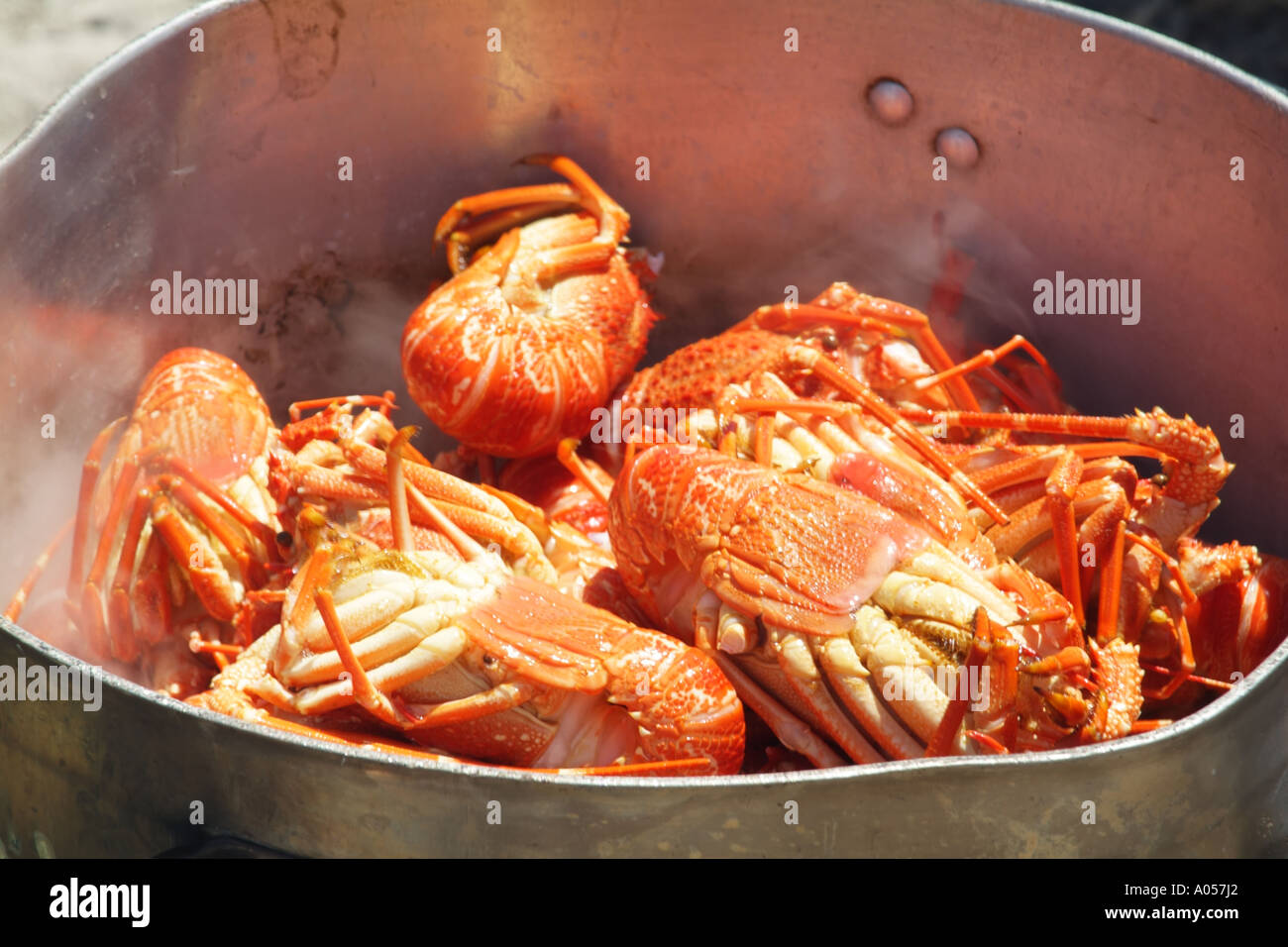 Crayfish cooking in pan on open fire Beach restaurant western cape ...