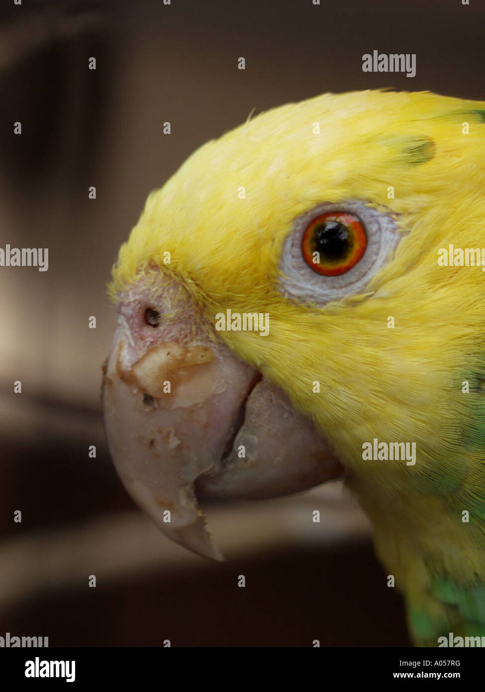 Yellow Parrot head shot Stock Photo - Alamy