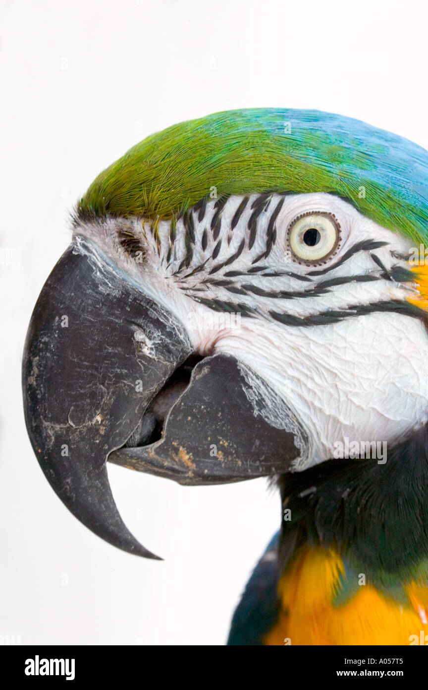 Parrots profile hi-res stock photography and images - Alamy