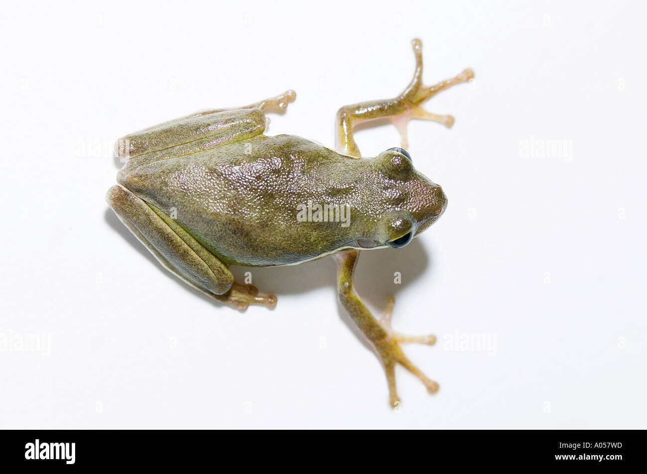 Overhead shot of green tree frog against white background Stock Photo ...