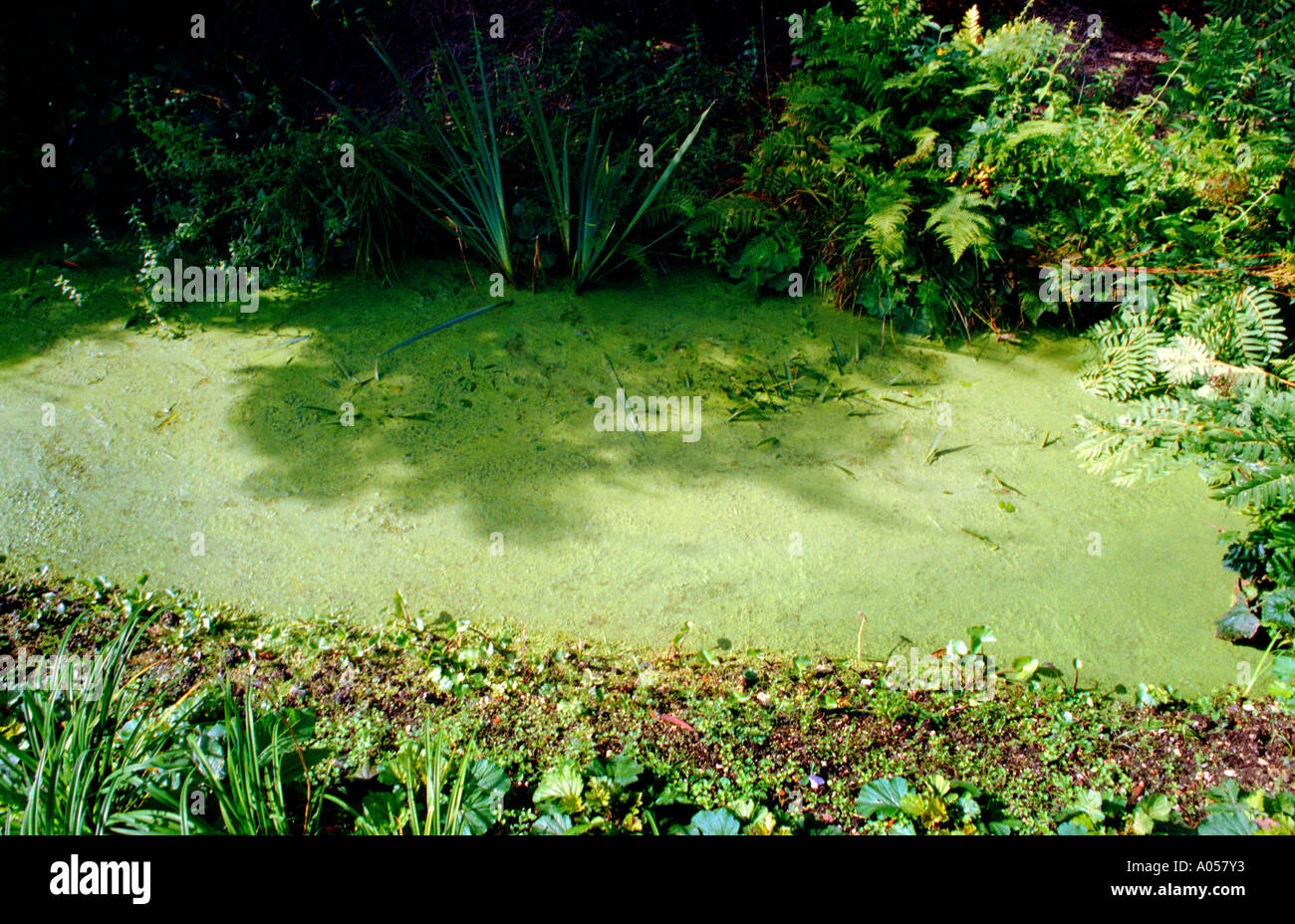 Algae In Pond Stock Photo - Alamy
