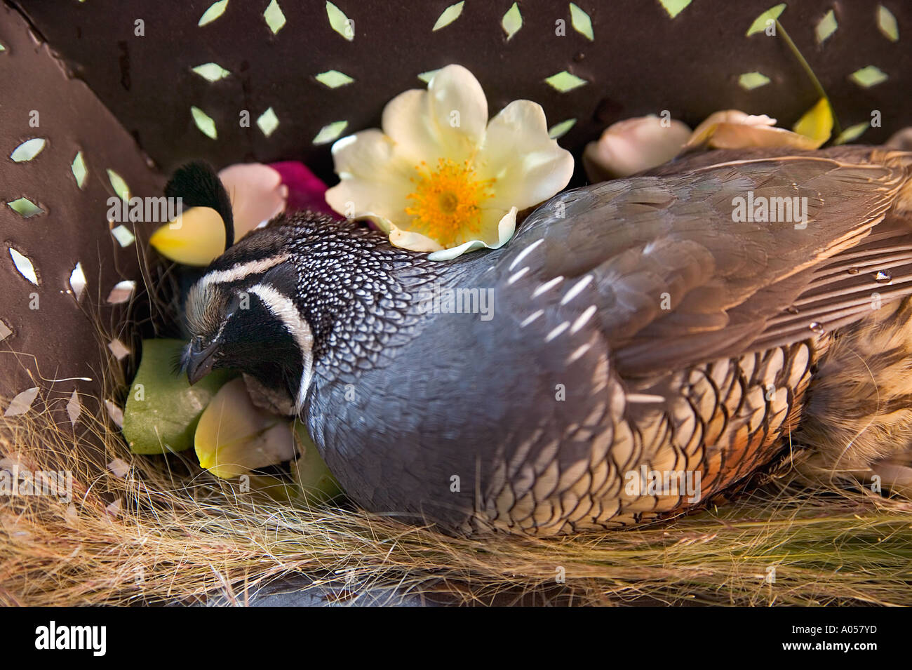 Dead Bird In Box High Resolution Stock Photography and Images - Alamy