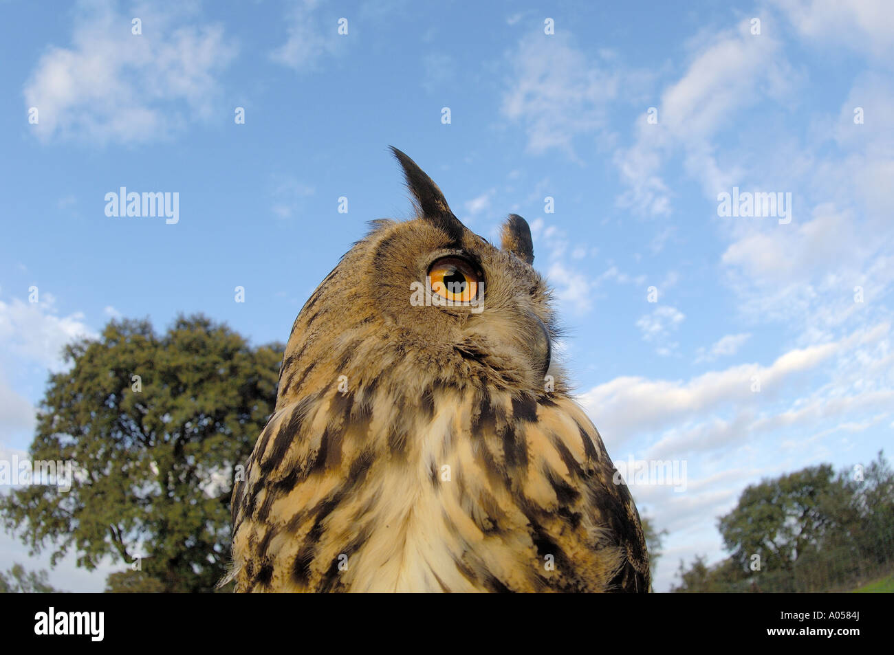 Eagle Owl Bubo bubo Stock Photo - Alamy