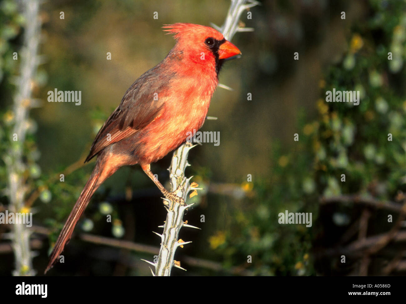 Male cardinal hi-res stock photography and images - Alamy