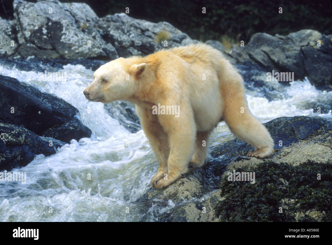 Princess royal island hi-res stock photography and images - Alamy