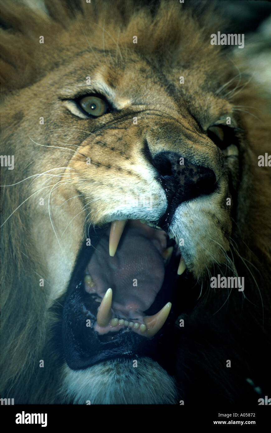 Angry Male Lion Wallpaper Hd