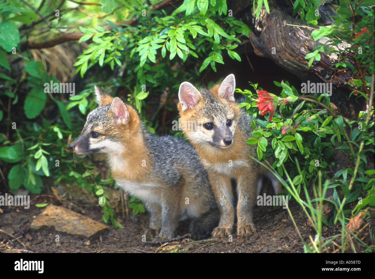 Grey Fox Kits