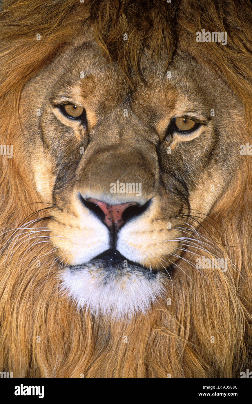 Face to face with lion hi-res stock photography and images - Alamy