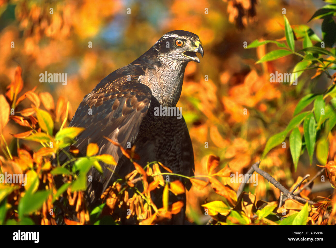 Northern goshawk hi-res stock photography and images - Alamy