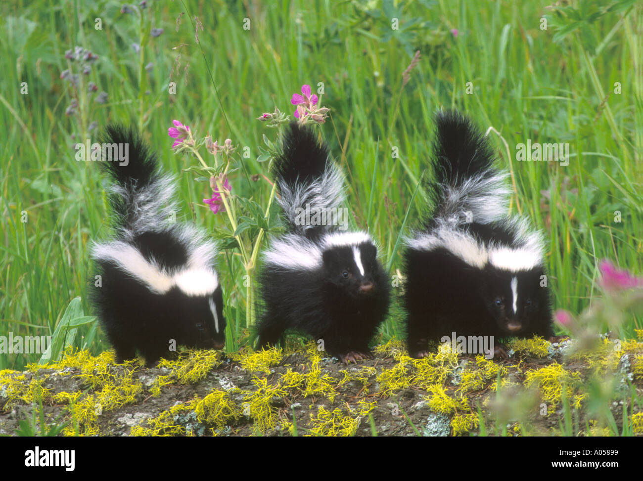 MS4-7 THREE BABY SKUNKS ON LOG Stock Photo - Alamy