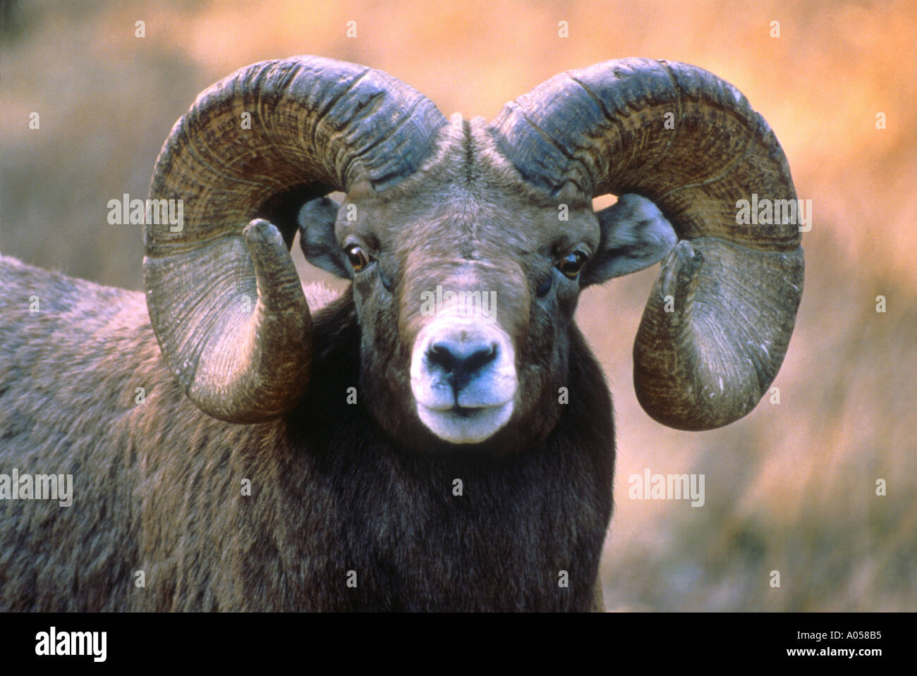 Bighorn ram ovis canadensis condensi hi-res stock photography and ...