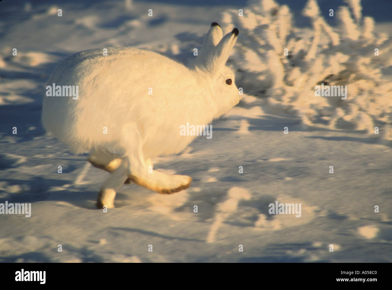 Arctic hare running hi-res stock photography and images - Alamy