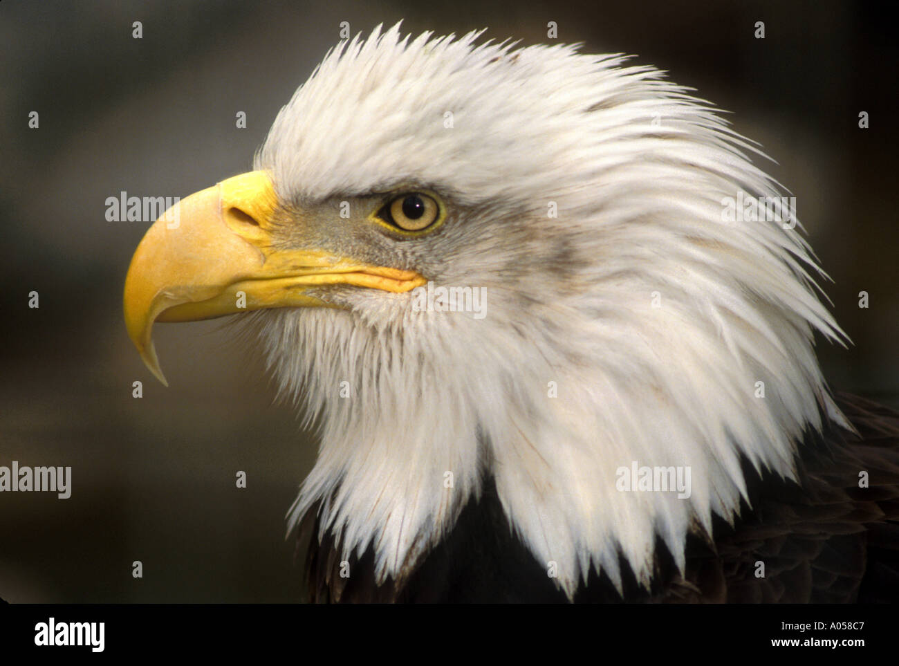 BE-119A BALD EAGLE WITH RUFFLED HEAD Stock Photo - Alamy