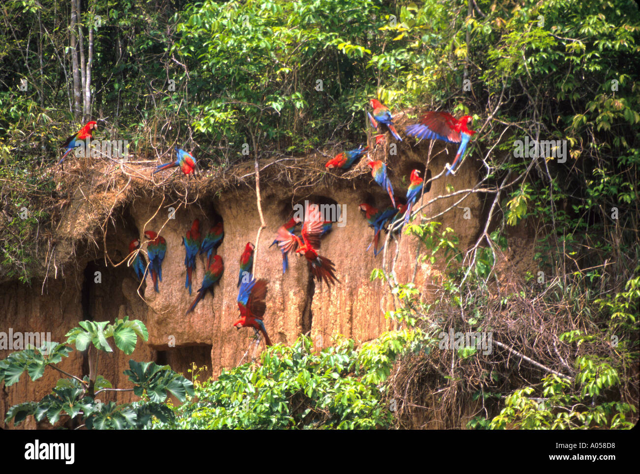 Macaw clay lick hi-res stock photography and images - Alamy