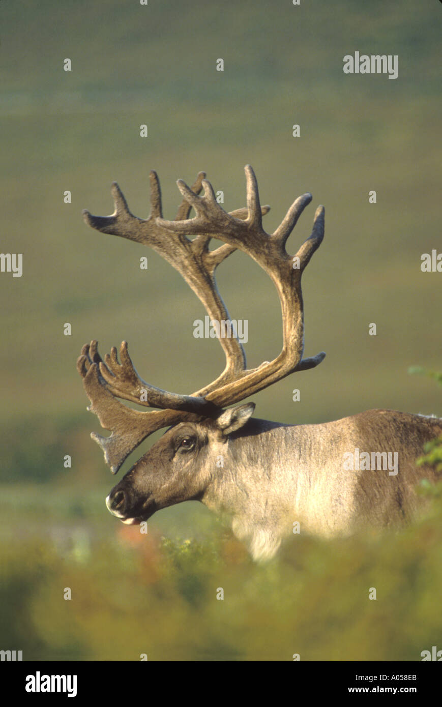 Barren ground caribou hi-res stock photography and images - Alamy
