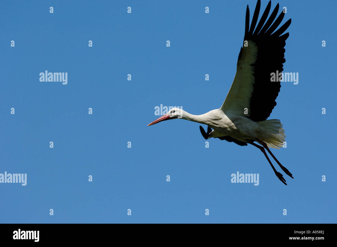 White stork in flight view from below hi-res stock photography and ...